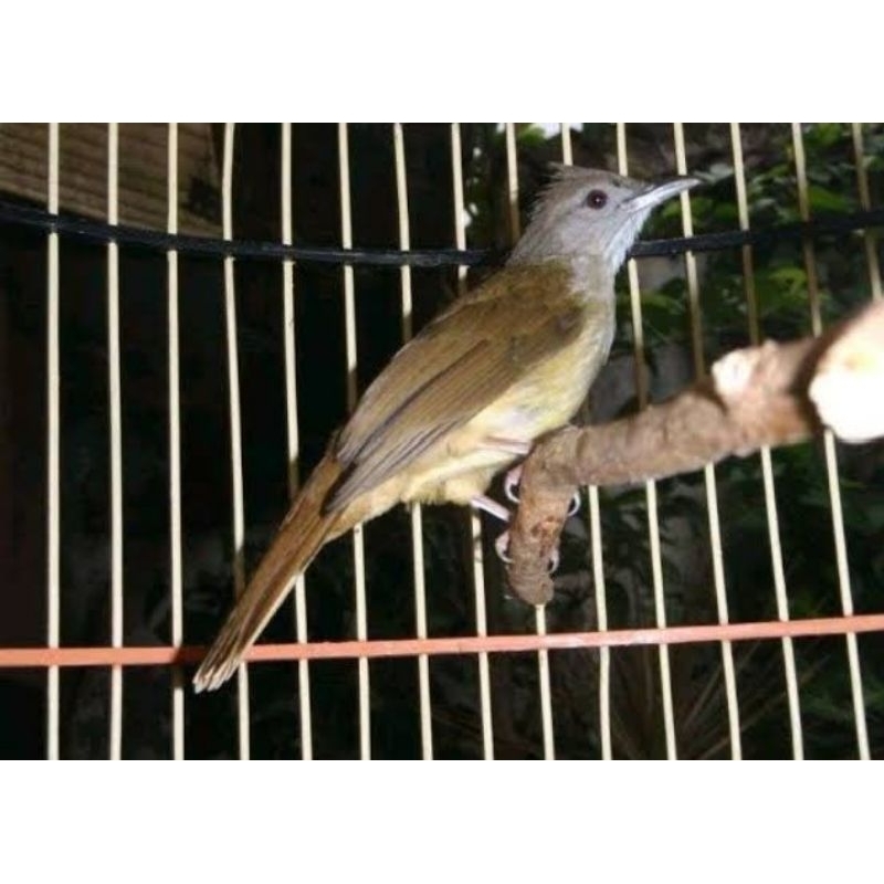 Jual Burung kapas tembak Sumatra rawatan harian rajin istimewa siap ...