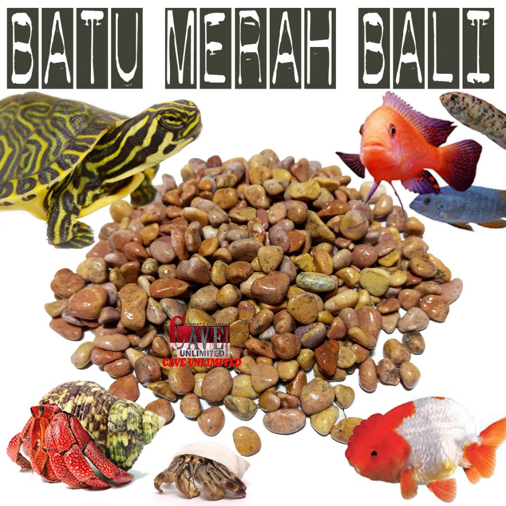 Jual BATU ALAM MERAH BALI KERIKIL KORAL ALAS DASAR KANDANG KURA-KURA ...