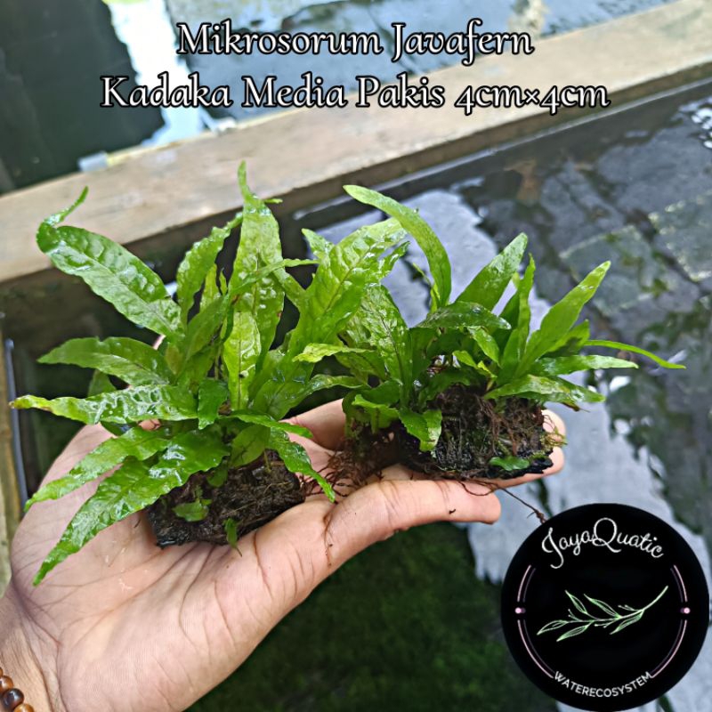 Jual Kadaka Mini Media Pakis - Tanaman Aquascape Aquarium Paludarium ...