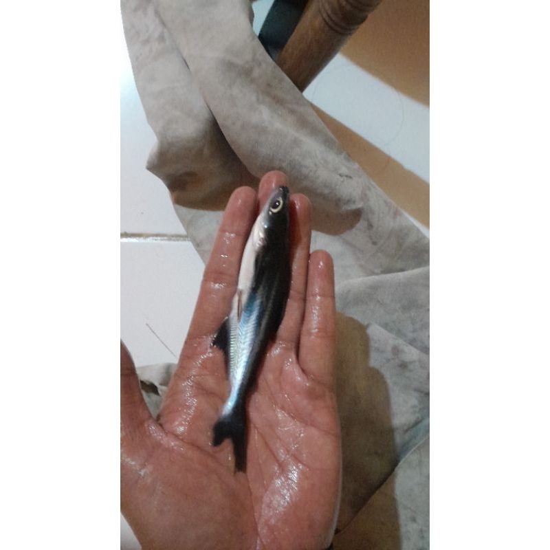 Jual Bibit ikan patin ukuran 7-8 cm | Shopee Indonesia