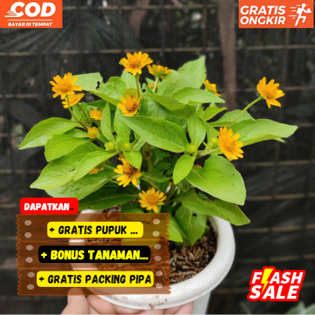 Jual Tanaman Hias Bunga Matahari Mini ( Butter Daisy ) Super Cantik ...