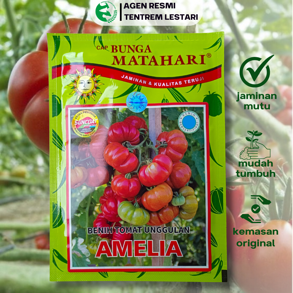 Jual Benih Tomat Mawar AMELIA 10 gram Cap Bunga Matahari Produksi ...