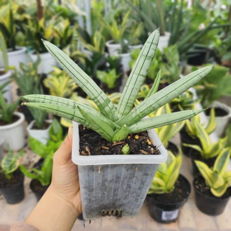 Jual Sansevieria Boncel Silver Platinum Cross Sansi Boncel Platinum ...