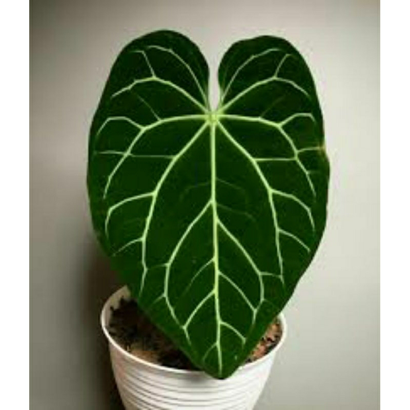 Jual Tanaman Hias Anthurium Magnificum / Kuping Gajah Jenis Besar ...