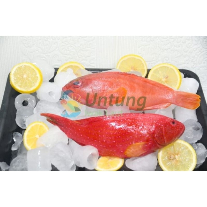 Jual Ikan Krapu Sunuk | Shopee Indonesia