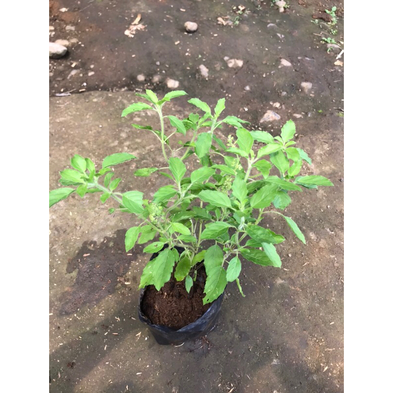 Jual bibit tanaman ruku ruku herbal | bumbu masak | Shopee Indonesia