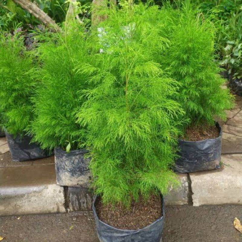 Jual Tanaman Hias Pohon Cemara Balon / Cemara Daun Halus | Shopee Indonesia