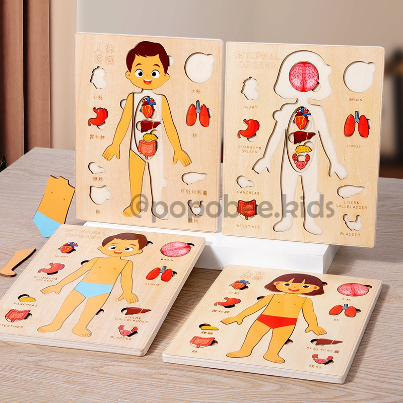 Jual POPOBEE |Puzzle Edukasi Organ Tubuh Manusia - Human Body Puzzle ...