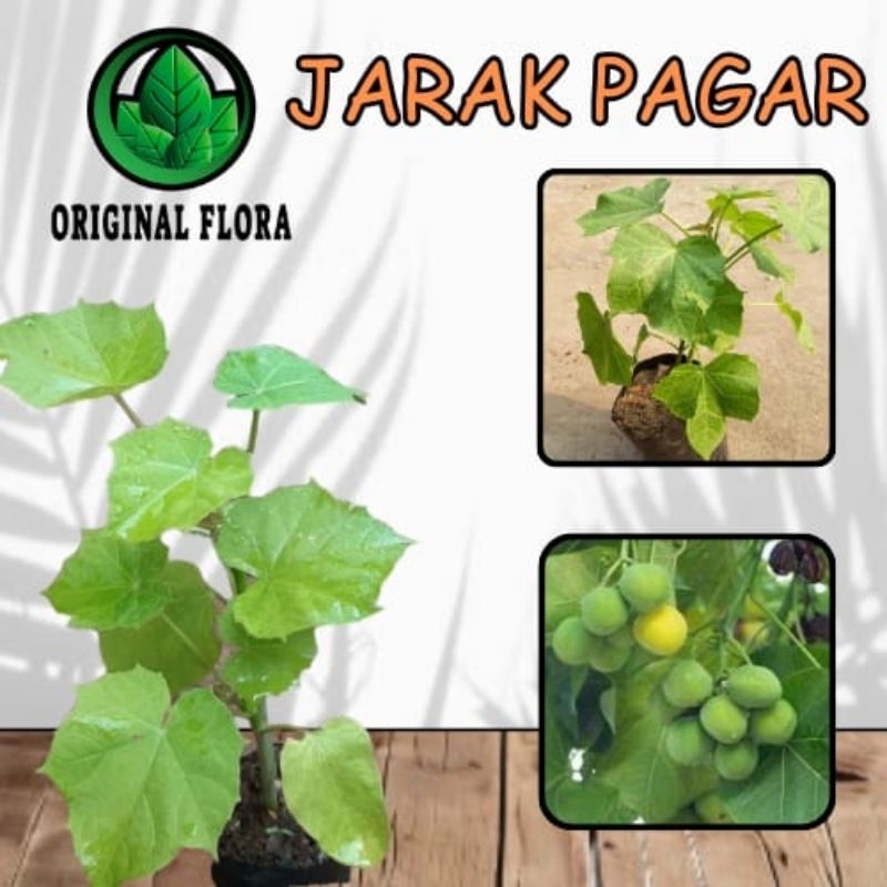 Jual Pohon Jarak Pagar Bibit Jarak Pagar Daun Jarak Pagar | Shopee ...