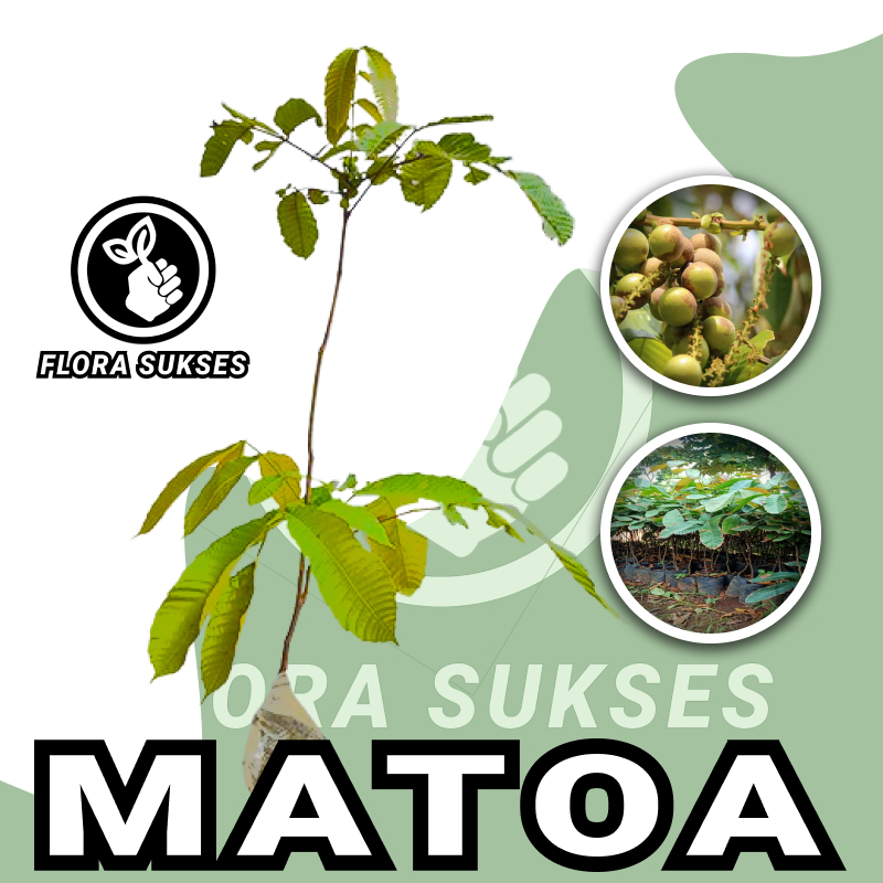 Jual Bibit Tanaman Matoa Bibit Matoa Super Asli Papua | Shopee Indonesia