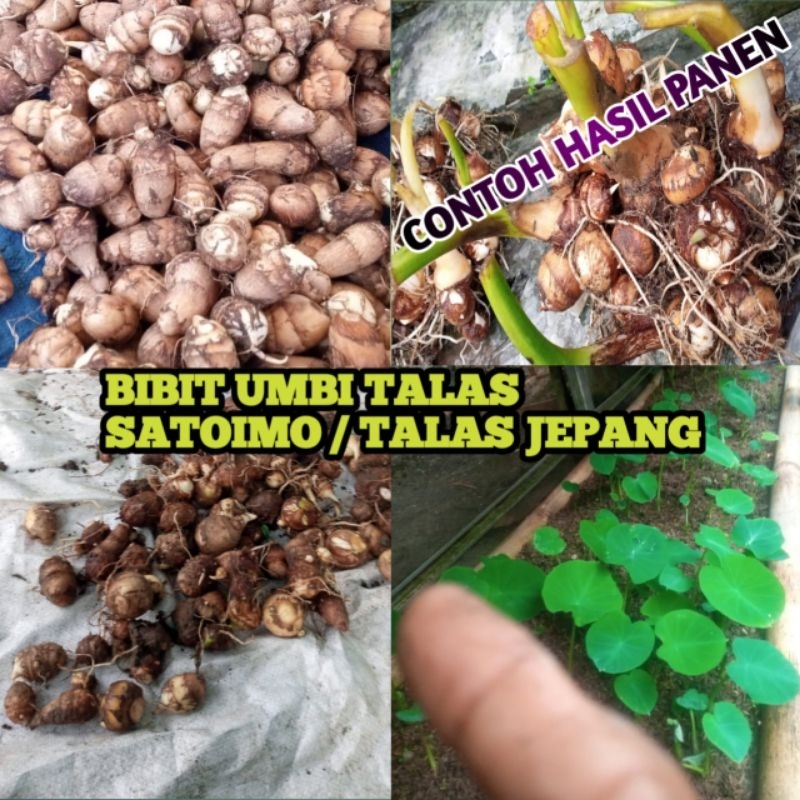 Jual bibit umbi talas jepang / talas satoimo asli | Shopee Indonesia