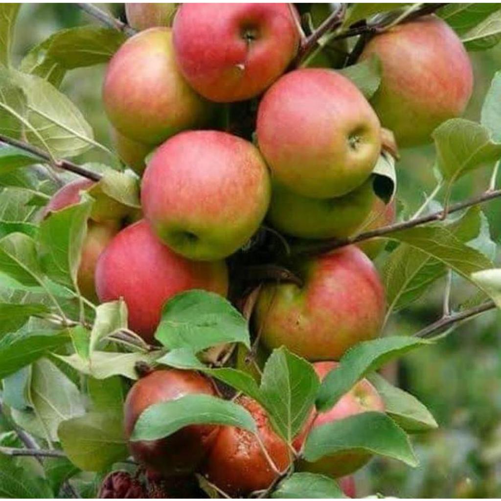 Jual bibit apel fuji super enak bergaransi | Shopee Indonesia