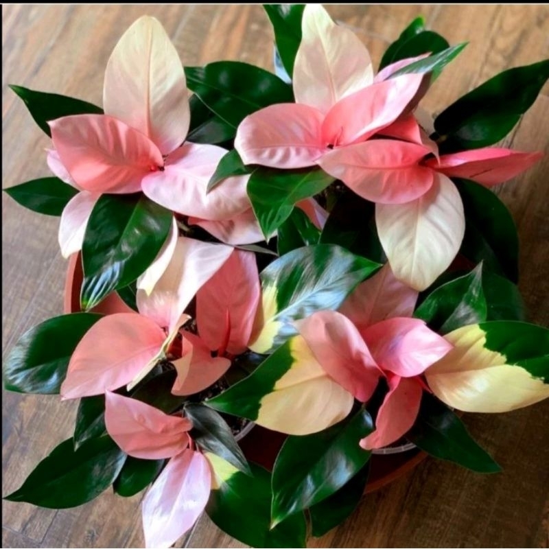 Jual Tanaman Hias Monstera Deliciosa Borsigiana Pink Dragon Varigata ...