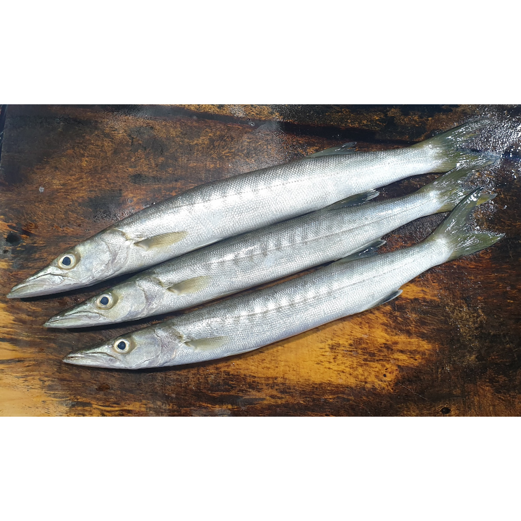 Jual Ikan Alu Alu Barracuda Barakuda | Shopee Indonesia