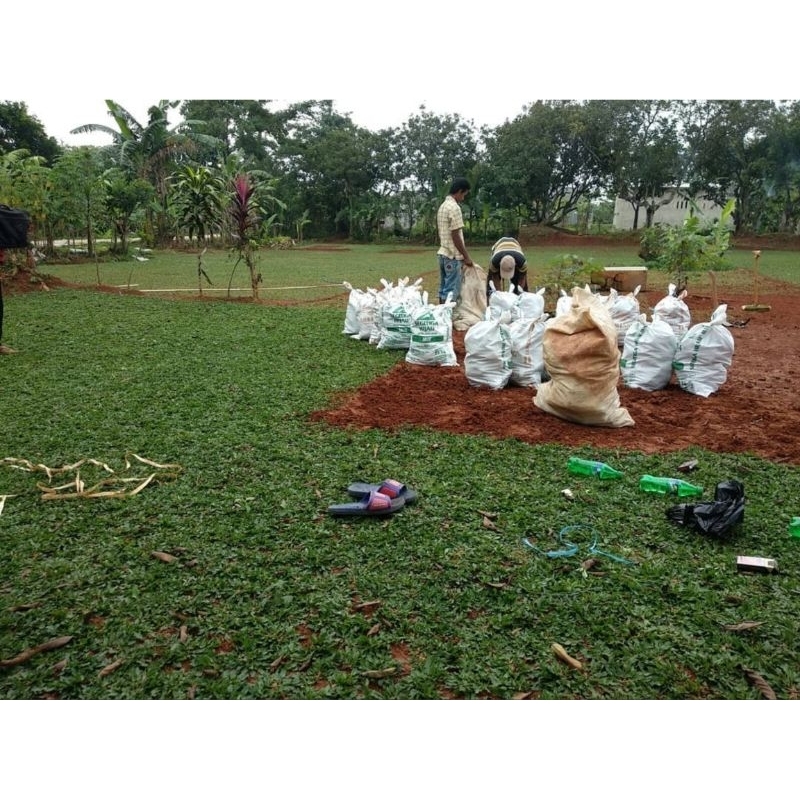 Jual Bibit Murah Rumput Gajah Mini 1×1 Meter Berjarak Shopee Indonesia