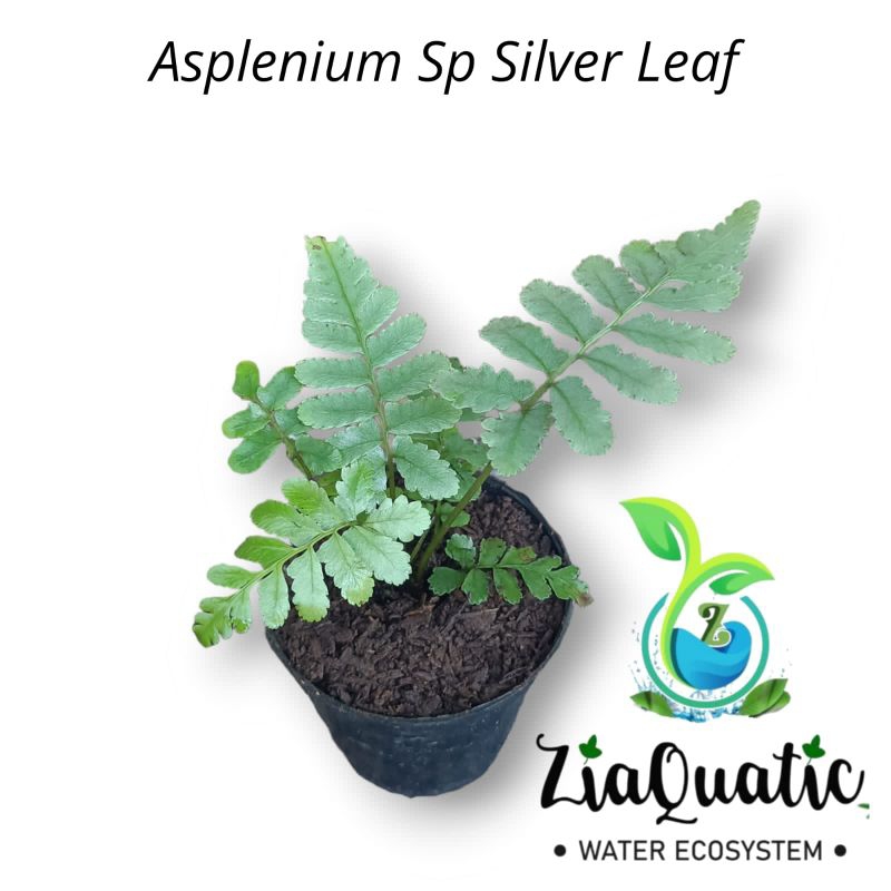 Jual Asplenium Sp Silver Leaf - Tanaman Paludarium Terrarium Fern/Pakis ...