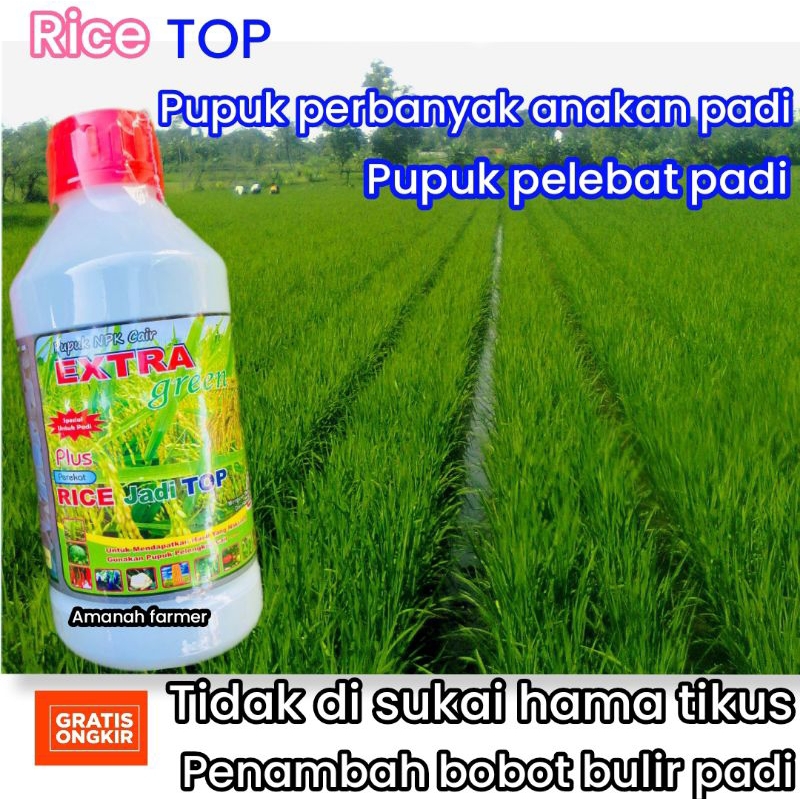 Jual Pupuk Penambah Anakan Padi Extra Rice Top Penyubur Padi Obat Penambah Bobot Padi isi 1 ...
