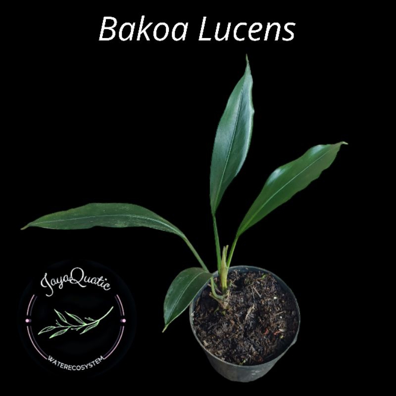 Jual Bakoa Lucens "Borneo" - Tanaman Hias Paludarium Jungleplant ...