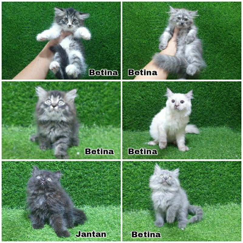 Jual Jual anakan kucing Kitten persia 2.5 bulan jantan betina angora anggora munchkin himalaya ...