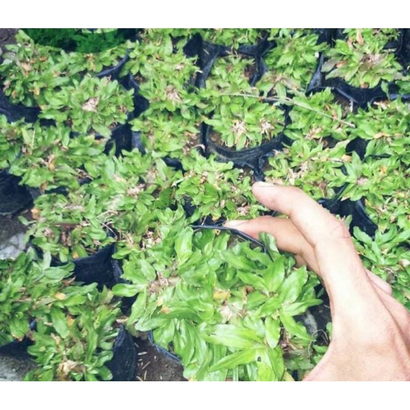 Jual RUMPUT GAJAH MINI (UNTUK TAMAN) | Shopee Indonesia