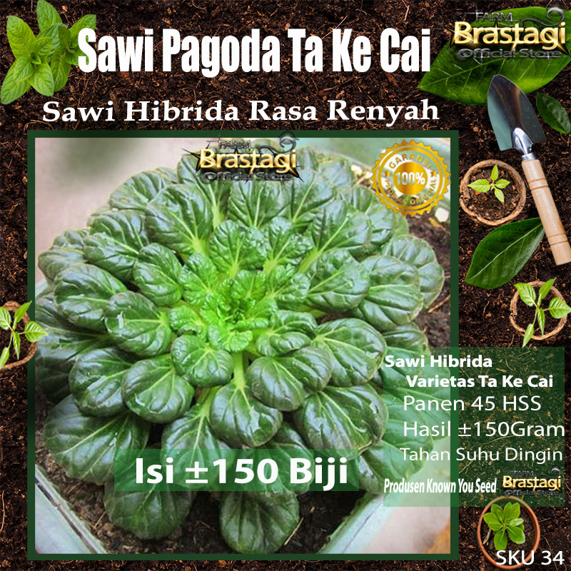 Jual FBTG - 150 Benih Sawi Pagoda F1 Ta Ke Cai - Known You Seed - KYS ...