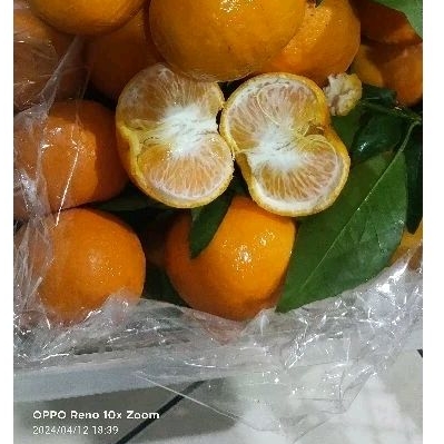 Jual Jeruk Wogan Daun Per Kg | Shopee Indonesia