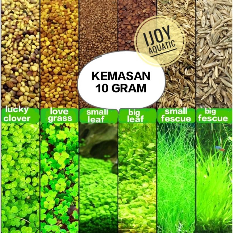 Jual bibit benih rumput tanaman aquascape akuarium carpet seed 10gr ...