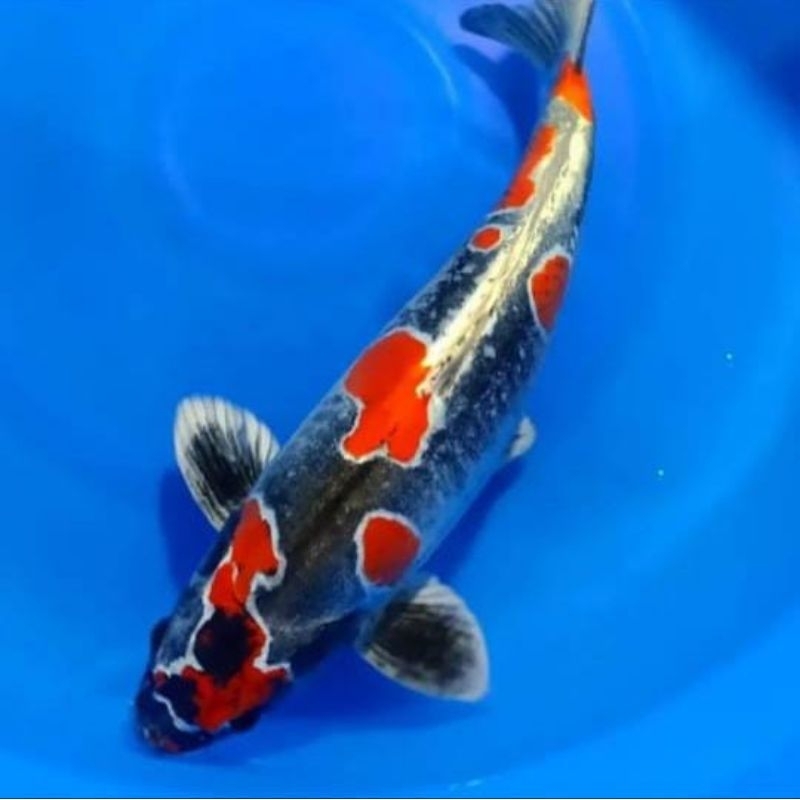 Jual Ikan Koi koleksi Akatsuki | Shopee Indonesia