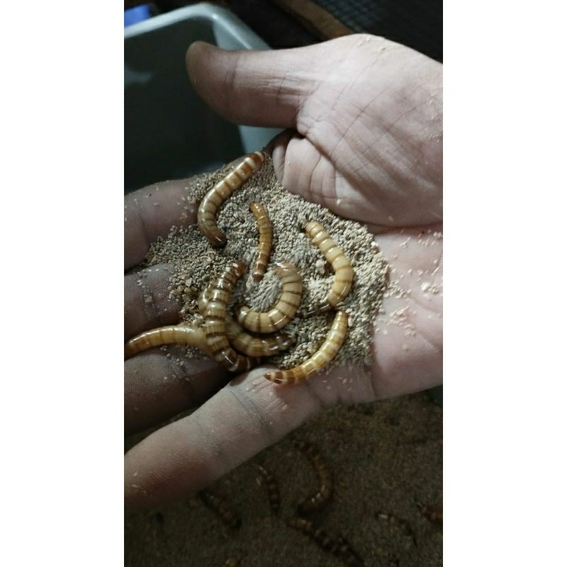 Jual Ulat Jerman Hidup / Pakan Ikan Arwana /Super Meal Worm / Makanan ...