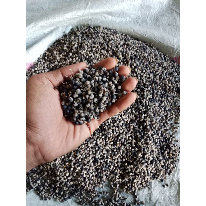 Jual biji legundi/gandasari kemasan 0,5kg | Shopee Indonesia