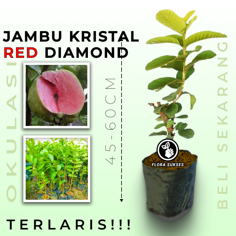 Jual Bibit Tanaman Jambu Kristal Merah Red Diamond Asli Okulasi Pohon ...