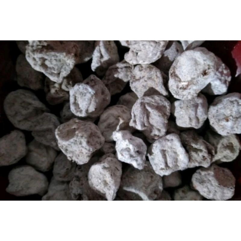 Jual Buah Kiamboy/Somboi Putih Asem Asin Manis | Shopee Indonesia