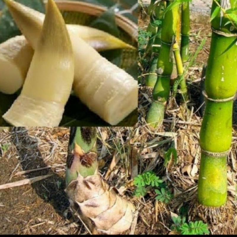 Jual rebung ampel kuning segar 250 gram | Shopee Indonesia