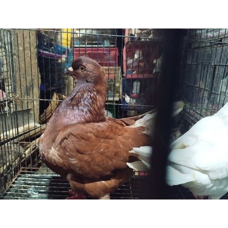 Jual Burung Merpati Showking Dara Show King Burung Show King Merapati ...