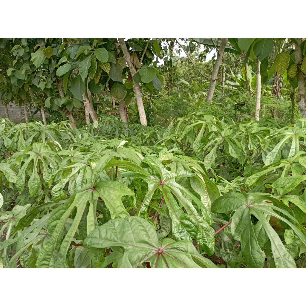 Jual Bibit Singkong Papua / Telo papua / daun gedi merah 1 ikat ...