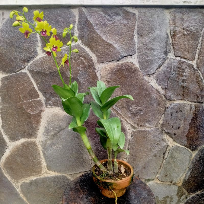 Jual dendrobium bulat 2 spike, plant standar | Shopee Indonesia