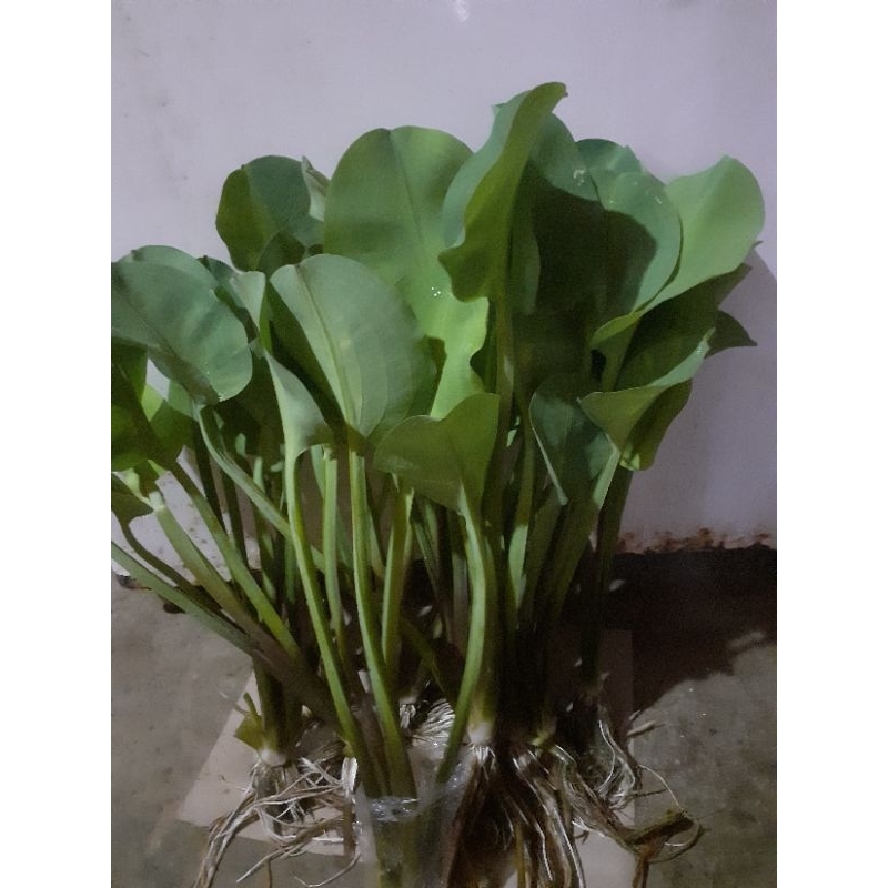 Jual bibit genjer tanaman gendot 3 pcs | Shopee Indonesia