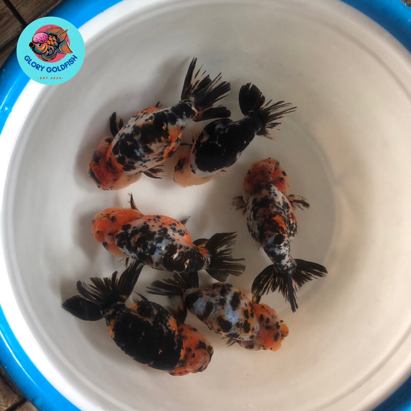 Jual Ikan Hias Mas Koki Ranchu Rancu Pancawarna Calico Tiger HIGH ...