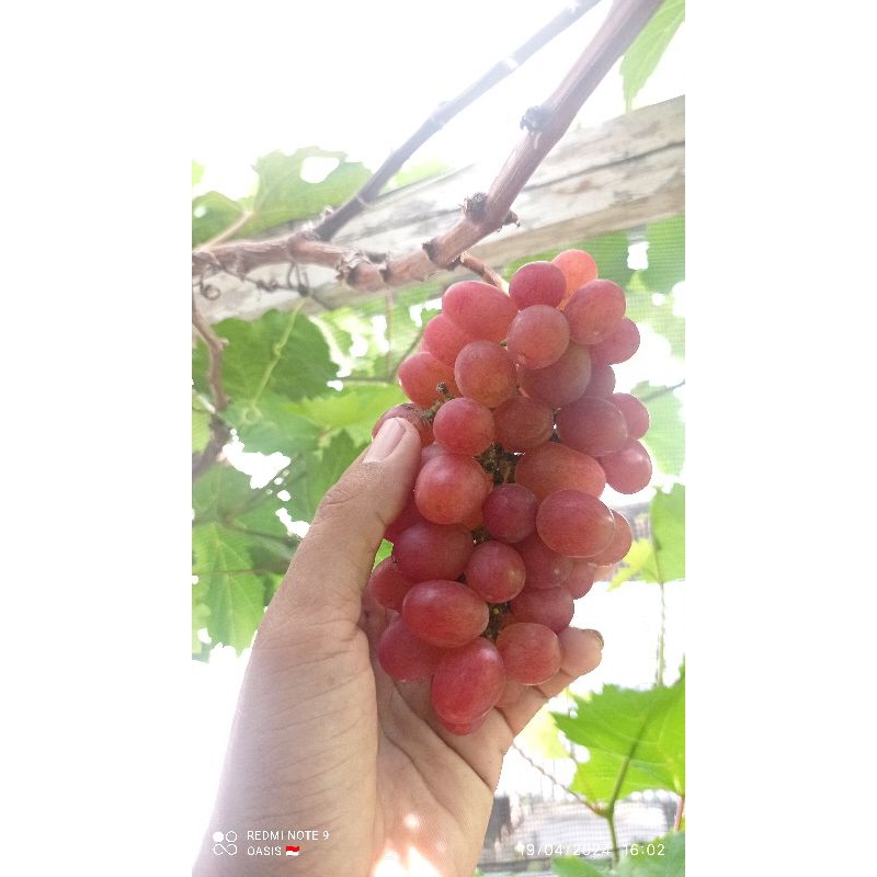 Jual 1 BATANG ENTRES ANGGUR PESTRIJ , ELN 08 , QUEEN NINA (Japan), RED ...