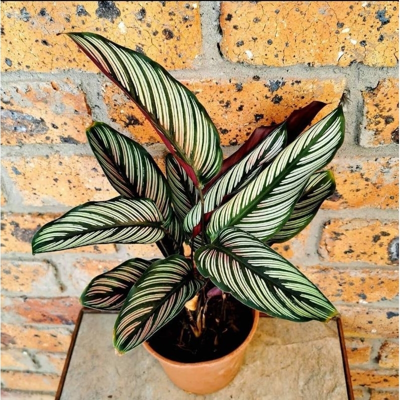 Jual Calathea Red Majestica-Tanaman Hias Calathea Red Majestica Dewasa ...