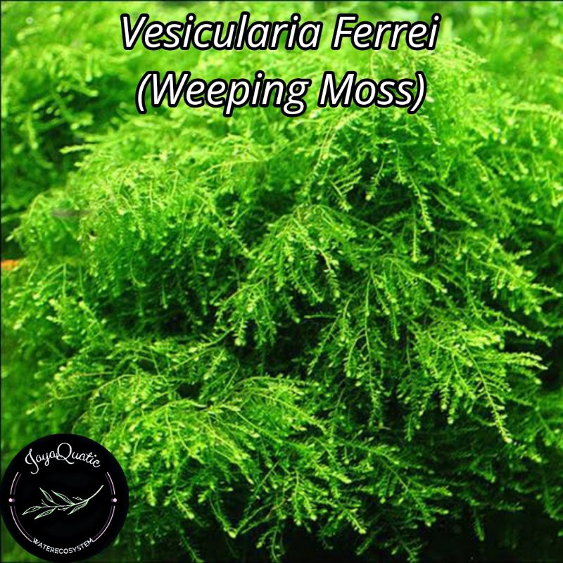 Jual Moss Weeping Bahan Full Air "Vesicularia Ferrei" - Tanaman ...