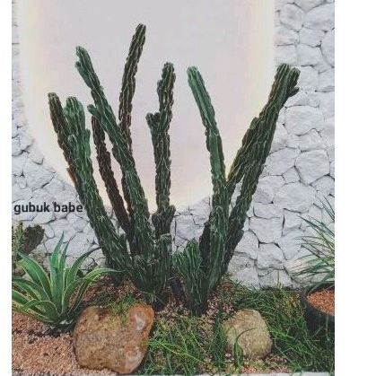 Jual kaktus lilin/ulir Lurus ukuran 1mtr | Shopee Indonesia