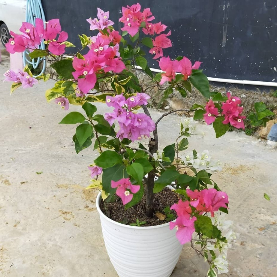 Jual BIBIT BUNGA HIAS BUNGA BUGENVIL 3 WARNA FULL VARIGATA ...