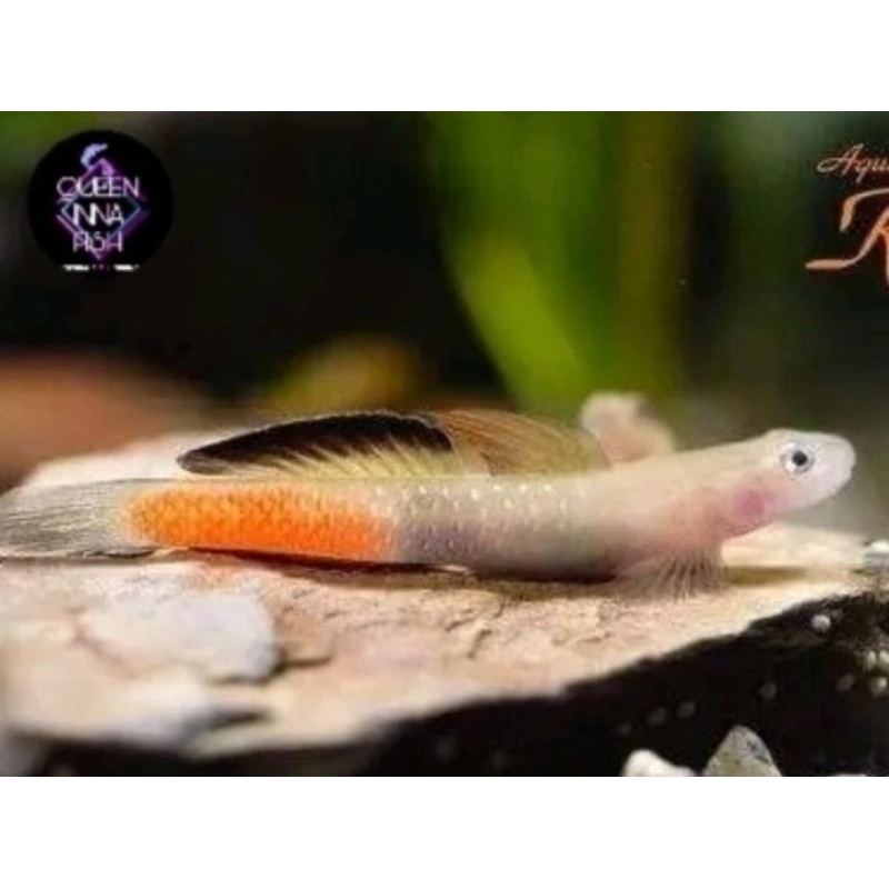 Jual Ikan Goby High Fin Rainbow Gobi | Sicyopus Cebuensis SP Goby RARE ...