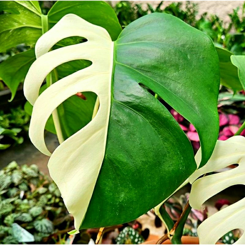 Jual Monstera Varigata Half Moon Satu Daun Pancing | Shopee Indonesia