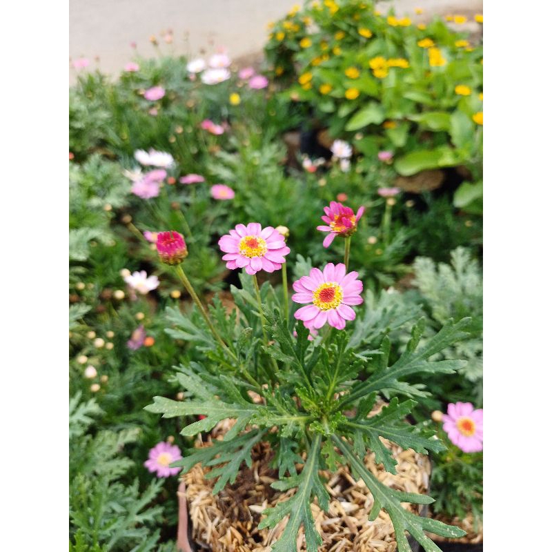 Jual Tanaman Hias Bunga Cosmos / Kenikir Kosmos / Bunga Deasy | Shopee ...