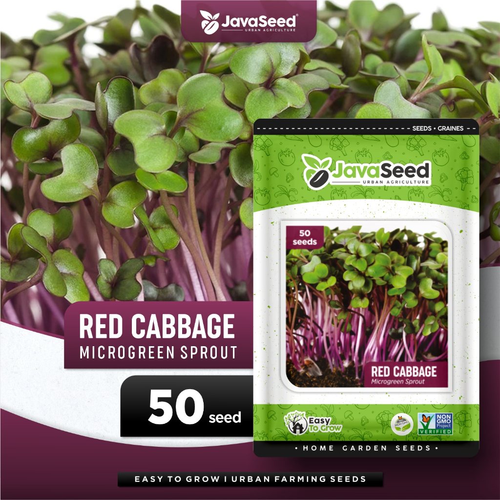 Jual JAVASEED - Benih Microgreen Kubis Merah Red Cabbage Sprout 50 ...