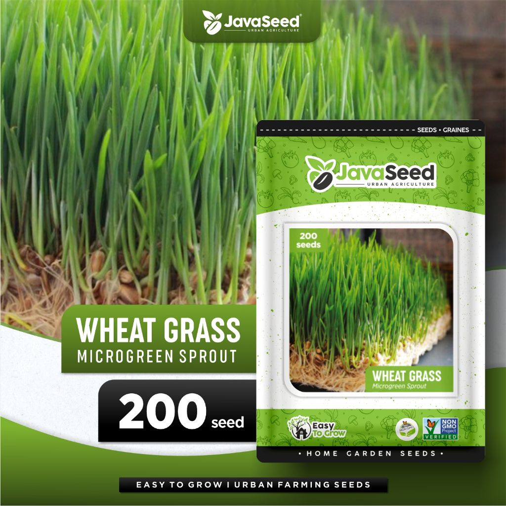 Jual JAVASEED - Benih Microgreen Rumput Gandum Durum Wheat Grass 200 ...