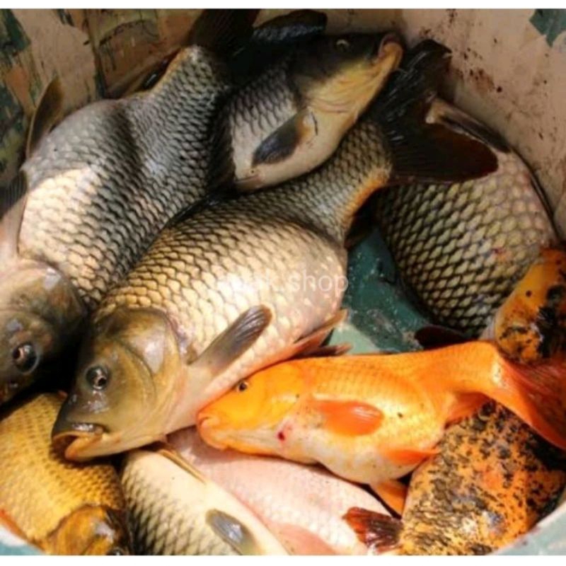 Jual ikan mas segar 1 kg | Shopee Indonesia