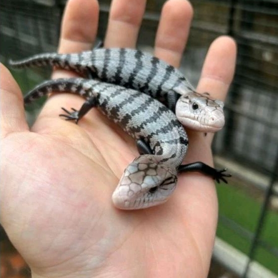 Jual Panana Halmahera Axanthic Baby / Baby Axanthic Blue Tongue Skink ...
